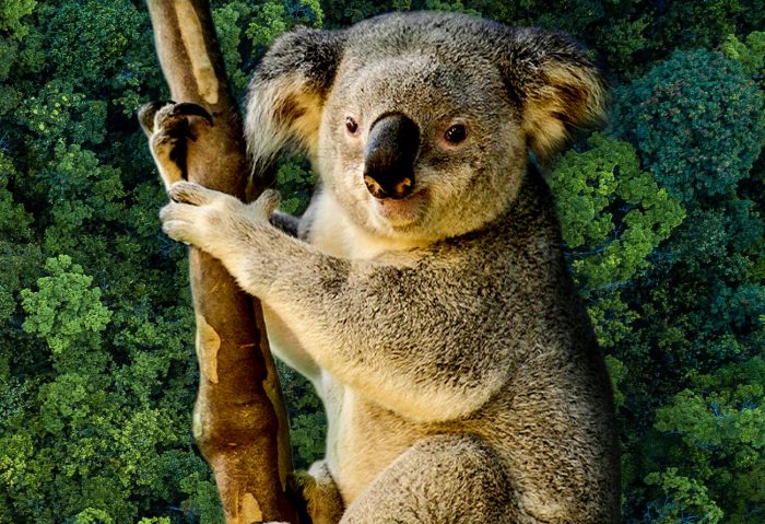Let’s Come Together for Australia Day - Bitstarz Blog